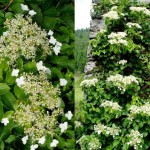 Hydrangea de jardin grimpant | Hortensias | SICAMUS PRODUCTIONS