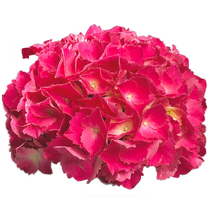 Hortensia rouge | Hortensias | SICAMUS PRODUCTIONS