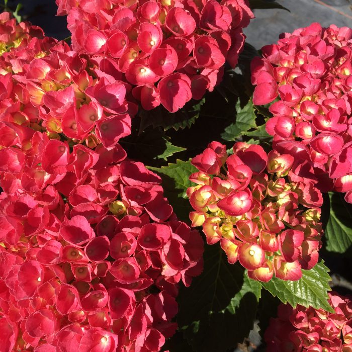 Hortensia rouge | Hortensias | SICAMUS PRODUCTIONS
