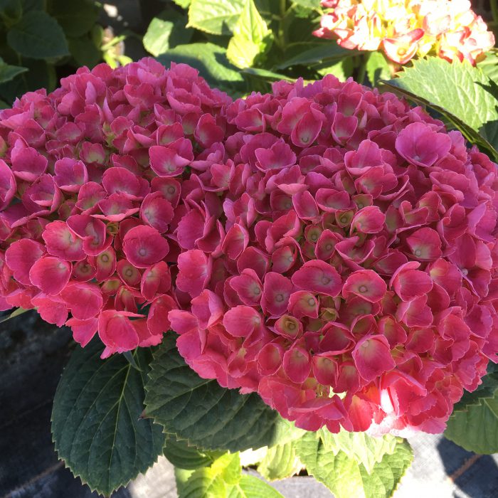 Hortensia rouge | Hortensias | SICAMUS PRODUCTIONS